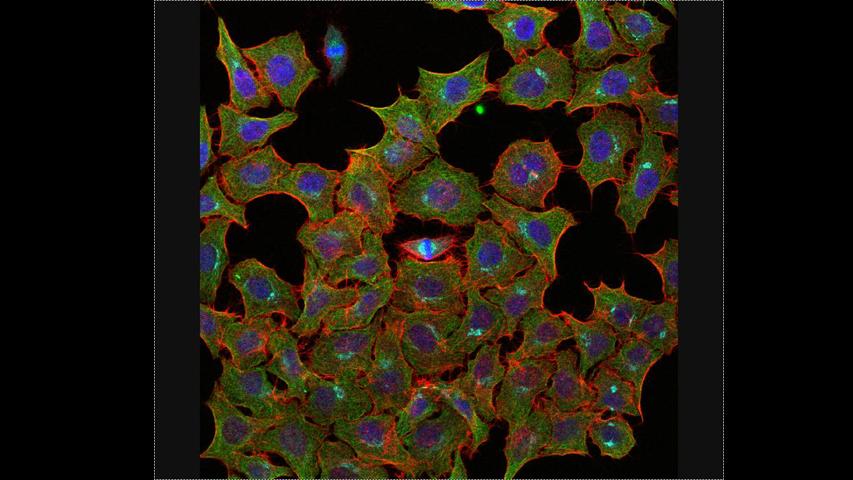 Laboratorio de Microscopía Confocal
