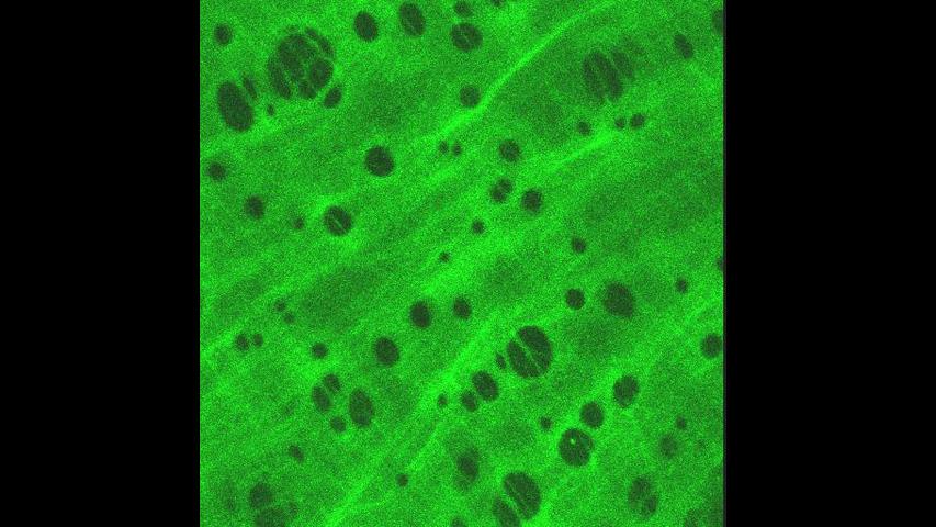 Laboratorio de Microscopía Confocal