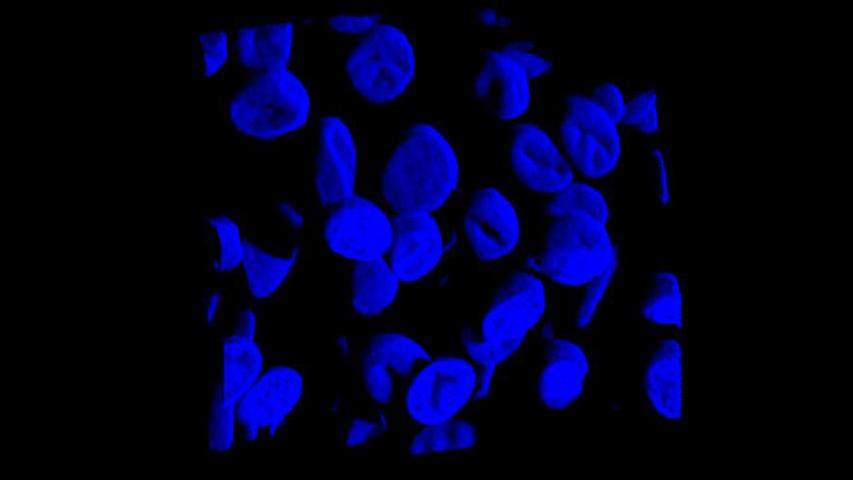 Laboratorio de Microscopía Confocal
