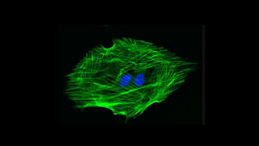 Laboratorio de Microscopía Confocal