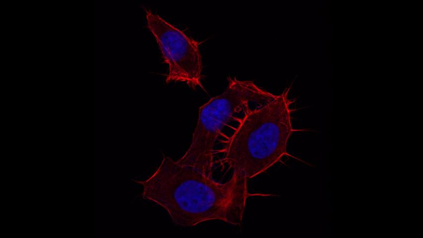 Laboratorio de Microscopía Confocal