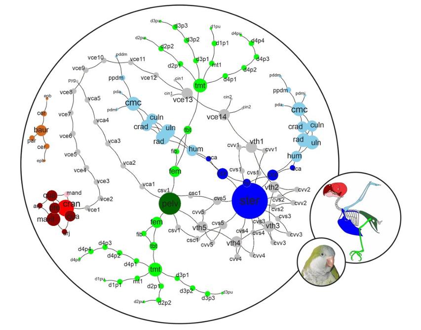 The Network Ontogeny of the Parrot: Altriciality, Dynamic Skeletal ...